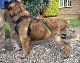Oxford Canine Physiotherapy by Classic Physiotherapy
